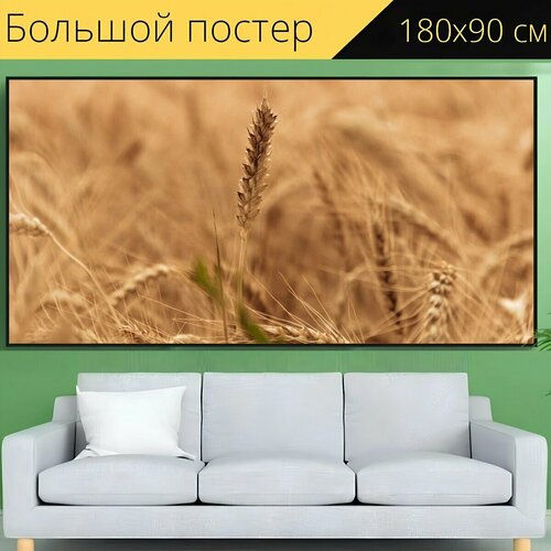Большой постер "Поле пшеницы, крупный план, завод" 180 x 90 см. для интерьера