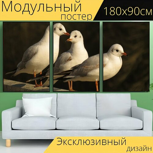 Модульный постер "Животные, птицы, чайки" 180 x 90 см. для интерьера