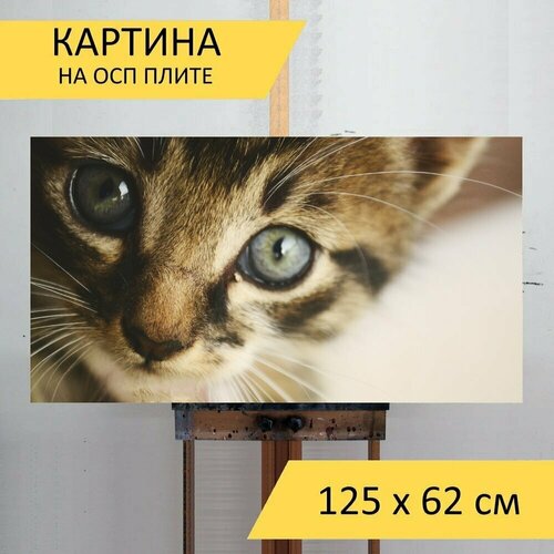 Картина на ОСП 125х62 см. "Кошка, глаза, усы" горизонтальная, для интерьера, с креплениями