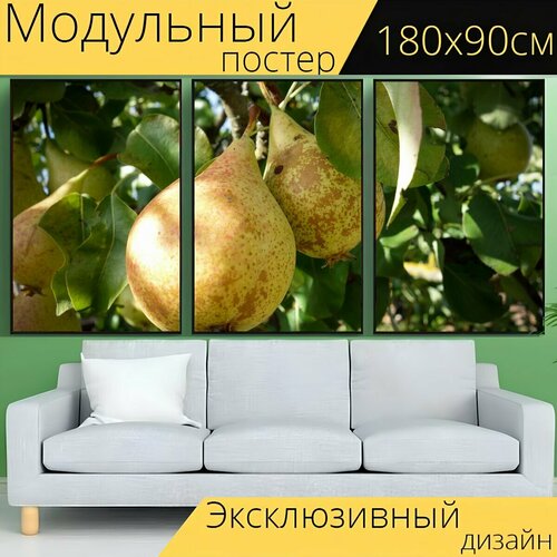 Модульный постер "Груши, груша, фруктовое дерево" 180 x 90 см. для интерьера