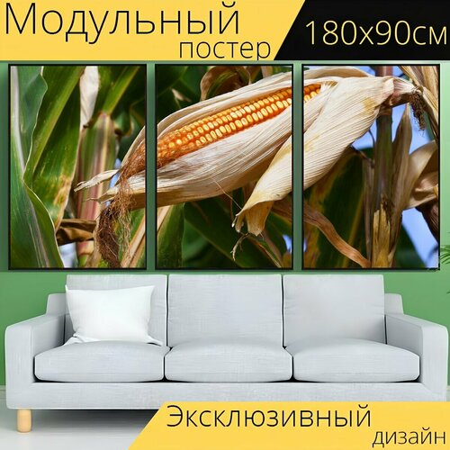 Модульный постер "Кукуруза, кукуруза в початках, обрезать" 180 x 90 см. для интерьера