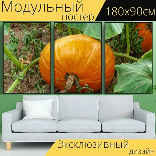 Модульный постер "Тыква, овощ, овощной сад" 180 x 90 см. для интерьера