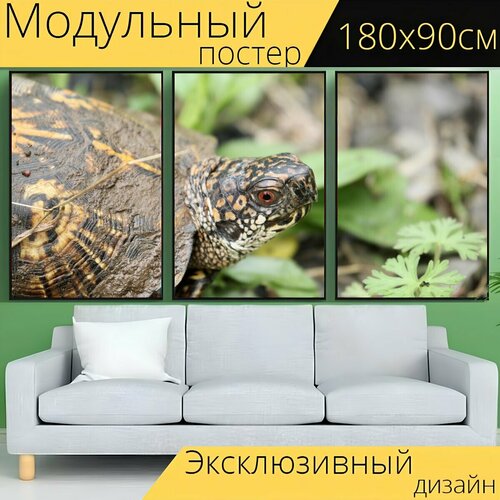Модульный постер "Черепаха, голова, рептилия" 180 x 90 см. для интерьера