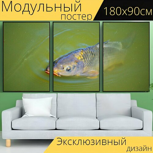 Модульный постер "Карп, рыбы, выскакивать" 180 x 90 см. для интерьера