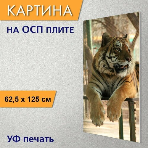 Вертикальная картина на ОСП "Тигр, зоопарк, дикие" 62x125 см. для интерьериа