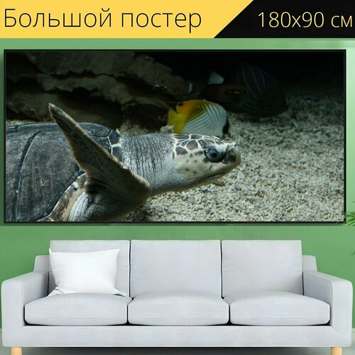 Большой постер "Черепаха, зоопарк, подводный" 180 x 90 см. для интерьера