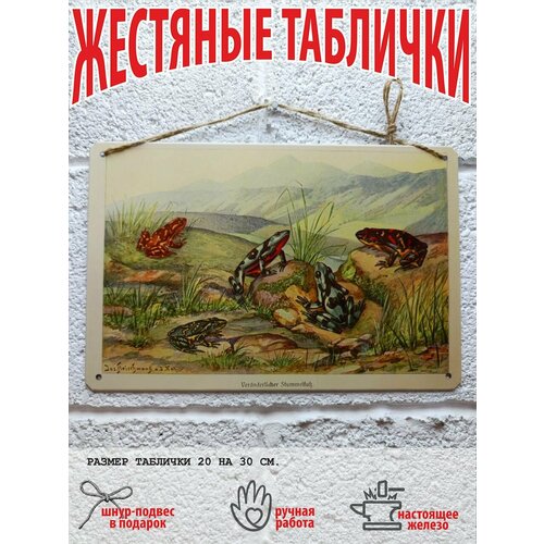 Лягушки постер 20 на 30 см, шнур-подвес в подарок