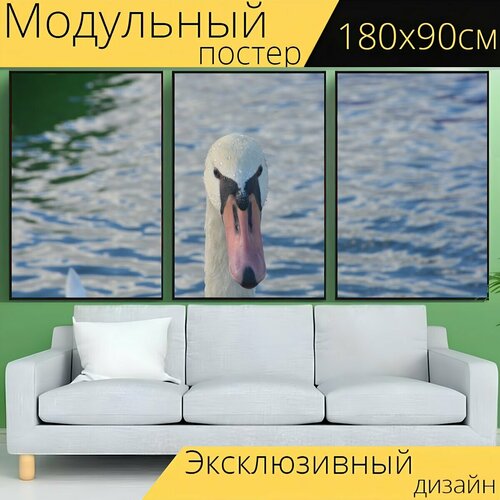 Модульный постер "Лебедь, животное, птицы" 180 x 90 см. для интерьера