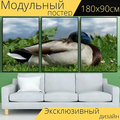 Модульный постер "Птица, природа, утка" 180 x 90 см. для интерьера