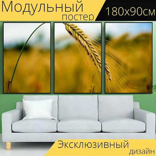 Модульный постер "Рожь, зерно, пшеница" 180 x 90 см. для интерьера