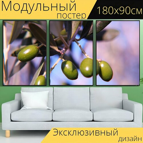 Модульный постер "Оливковый, оливки, филиал" 180 x 90 см. для интерьера