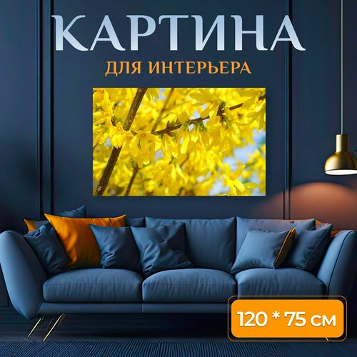 Картина на холсте "Форсайтия, золотая сирень, цветок" на подрамнике 120х75 см. для интерьера