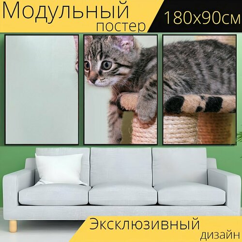 Модульный постер "Кот, домашняя кошка, кошка породы" 180 x 90 см. для интерьера