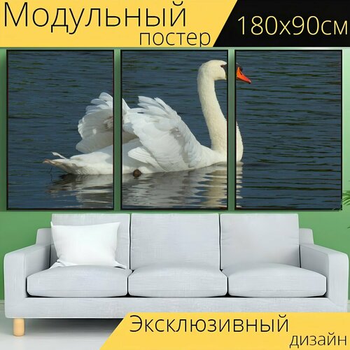 Модульный постер "Лебеди, отражение, перья" 180 x 90 см. для интерьера