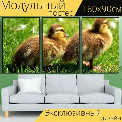 Модульный постер "Кряква, цыпленок, младенец" 180 x 90 см. для интерьера