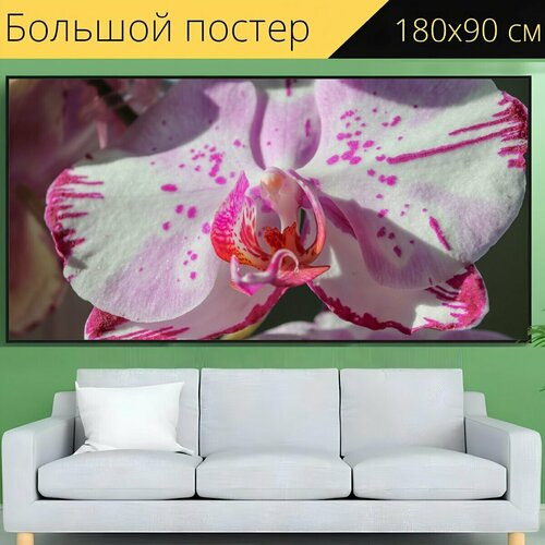 Большой постер "Орхидея, декоративное растение, орхидные" 180 x 90 см. для интерьера