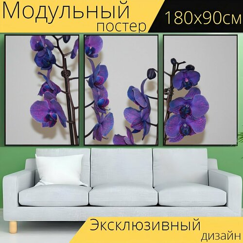 Модульный постер "Цветок, орхидея, экзотические" 180 x 90 см. для интерьера