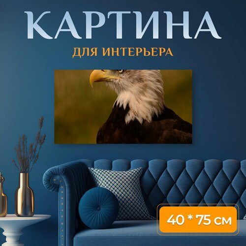 Картина на холсте "Орел, птица, хищная птица" на подрамнике 75х40 см. для интерьера