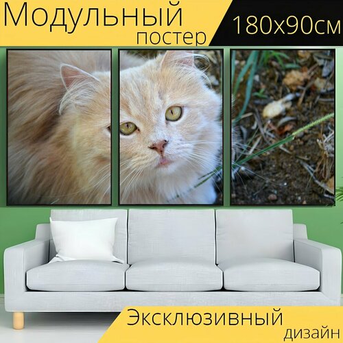 Модульный постер "Кошка, домашний питомец, котенок" 180 x 90 см. для интерьера