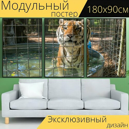Модульный постер "Тигр, спасать, ванна" 180 x 90 см. для интерьера