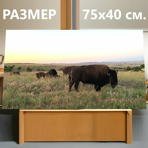 Картина на холсте "Зубр, буйвол, дикая природа" на подрамнике 75х40 см. для интерьера
