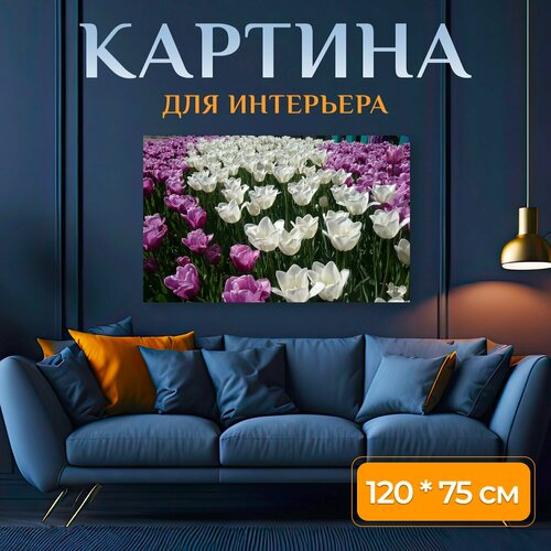 Картина на холсте "Тюльпаны, цветы, поле" на подрамнике 120х75 см. для интерьера