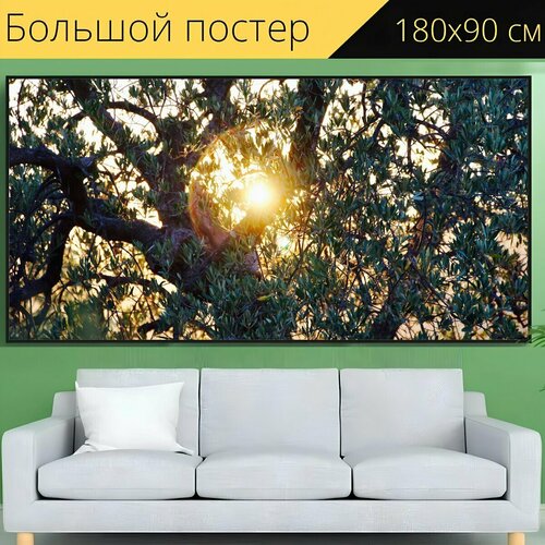 Большой постер "Оливковое дерево, вечернее солнце, италия" 180 x 90 см. для интерьера