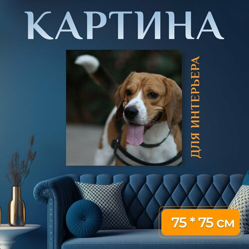 Картина на холсте "Бигль, собака, веселый" на подрамнике 75х75 см. для интерьера