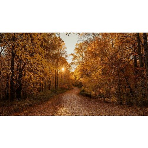 Картина на холсте 60x110 LinxOne "Лес, дорога, осень, деревья" интерьерная для дома / на стену / на кухню / с подрамником