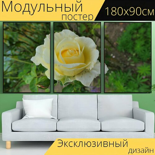 Модульный постер "Роза, цветок, белый" 180 x 90 см. для интерьера