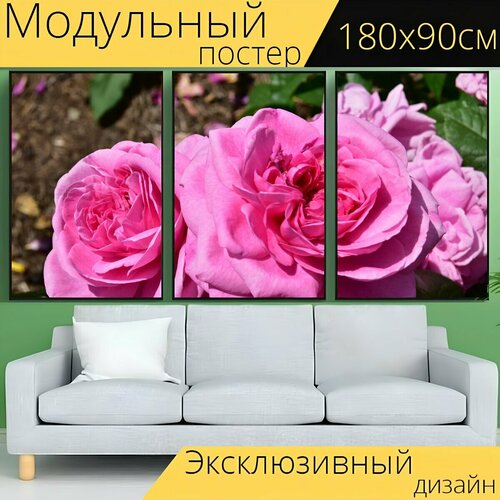 Модульный постер "Розовая роза, природа, красота" 180 x 90 см. для интерьера