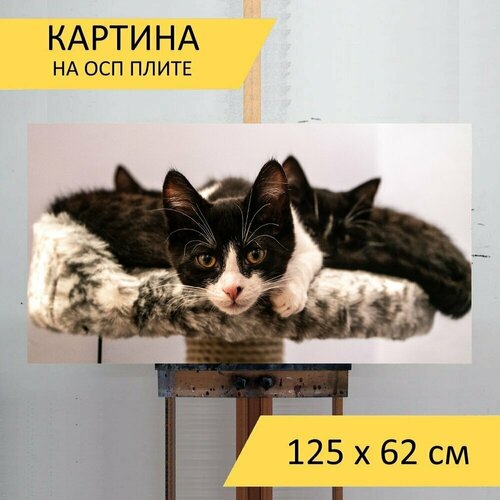 Картина на ОСП 125х62 см. "Кошки, котята, домашние питомцы" горизонтальная, для интерьера, с креплениями