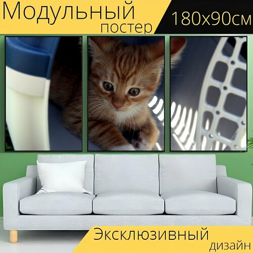 Модульный постер "Кот, похмелье, транспортный ящик" 180 x 90 см. для интерьера
