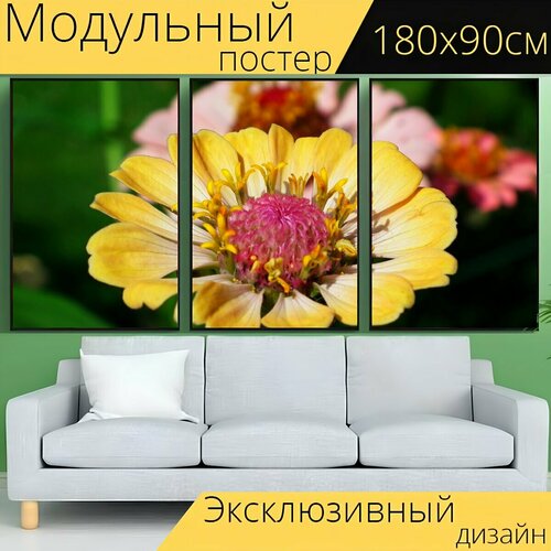 Модульный постер "Цинния, цветы, красочные" 180 x 90 см. для интерьера