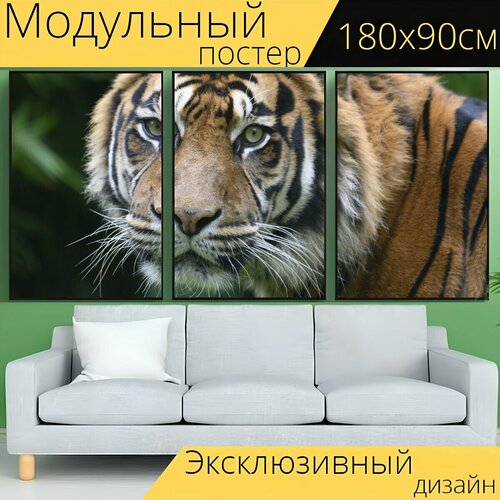 Модульный постер "Тигр, дикий, хищники" 180 x 90 см. для интерьера