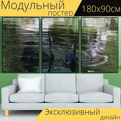 Модульный постер "Лебеди, черные лебеди, птицы" 180 x 90 см. для интерьера