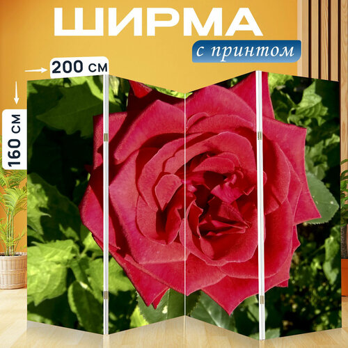 Ширма перегородка с принтом "Роза, цветок, красный" на холсте - 200x160 см. для зонирования, раскладная