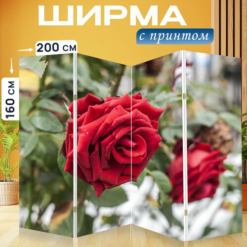 Ширма перегородка с принтом "Роза, цветок, белла" на холсте - 200x160 см. для зонирования, раскладная