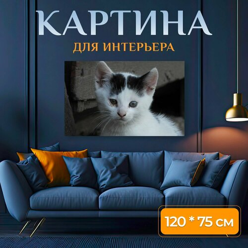 Картина на холсте "Кошка, даховец, животное" на подрамнике 120х75 см. для интерьера