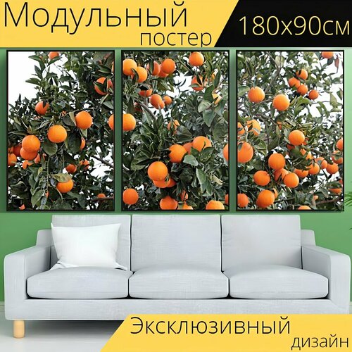 Модульный постер "Апельсиновое дерево, цитрусовые, цитрусовый" 180 x 90 см. для интерьера