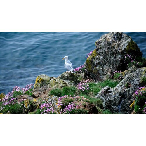 Картина на холсте 60x110 LinxOne "Птица Seagull море трава" интерьерная для дома / на стену / на кухню / с подрамником