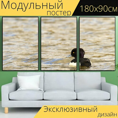 Модульный постер "Утиные, животное, гусеобразные" 180 x 90 см. для интерьера