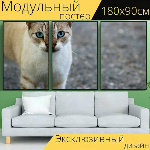 Модульный постер "Кот, кошачий, талисман" 180 x 90 см. для интерьера