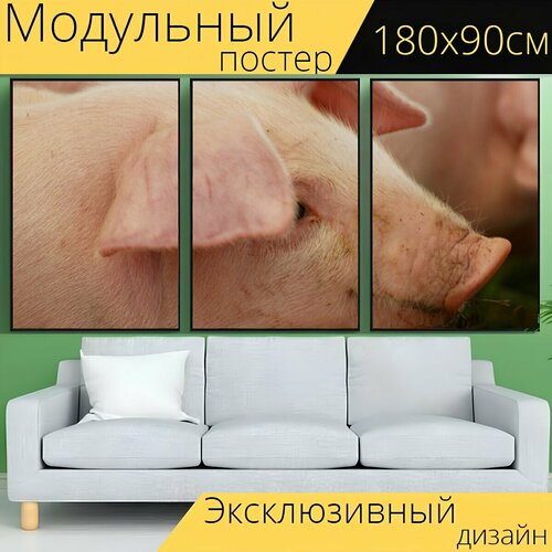 Модульный постер "Ферма, животное, свинья" 180 x 90 см. для интерьера