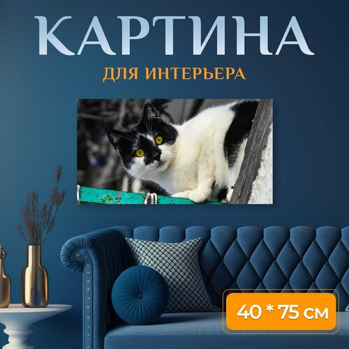 Картина на холсте "Кошка, сорока кошка, бродячая кошка" на подрамнике 75х40 см. для интерьера
