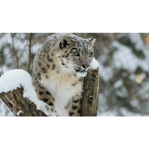 Картина на холсте 60x110 LinxOne "Снег барс wild cat зима" интерьерная для дома / на стену / на кухню / с подрамником