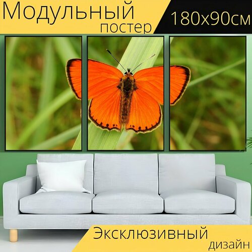 Модульный постер "Бабочки дневные, насекомое, природа" 180 x 90 см. для интерьера
