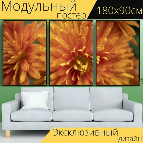 Модульный постер "Цветы, хризантема, лепестки" 180 x 90 см. для интерьера