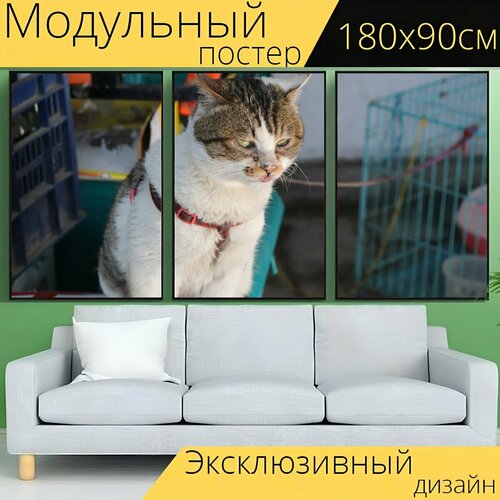 Модульный постер "Кошка, котенок, домашний питомец" 180 x 90 см. для интерьера