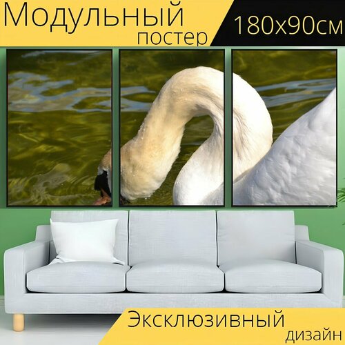 Модульный постер "Лебедь, вода, птица" 180 x 90 см. для интерьера